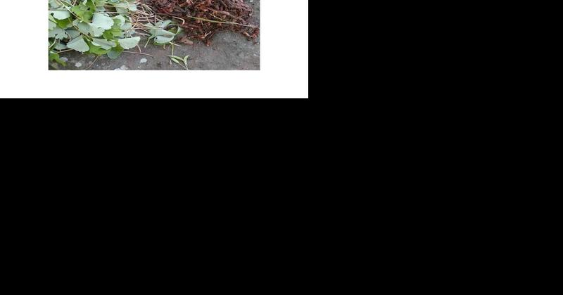 bloodroot root system