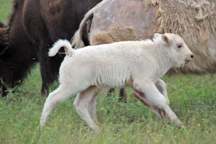 white calf
