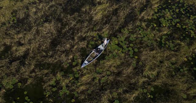 Minnesota Ojibwe harvest sacred, climate-imperiled wild rice | News ...