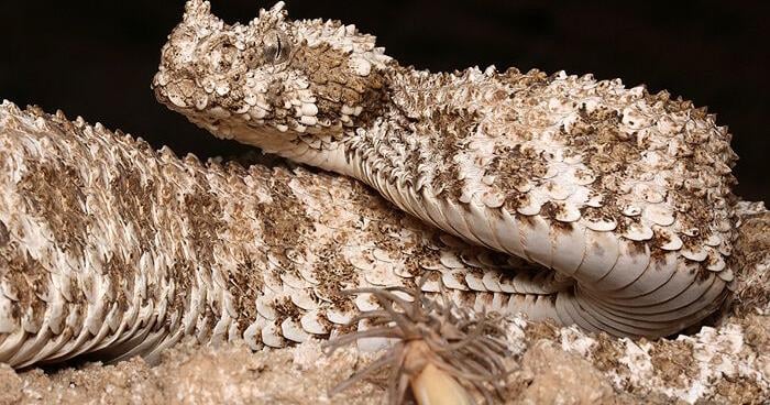 Reptiles Alive! Exhibit opens at the Field Museum | Out & About ...