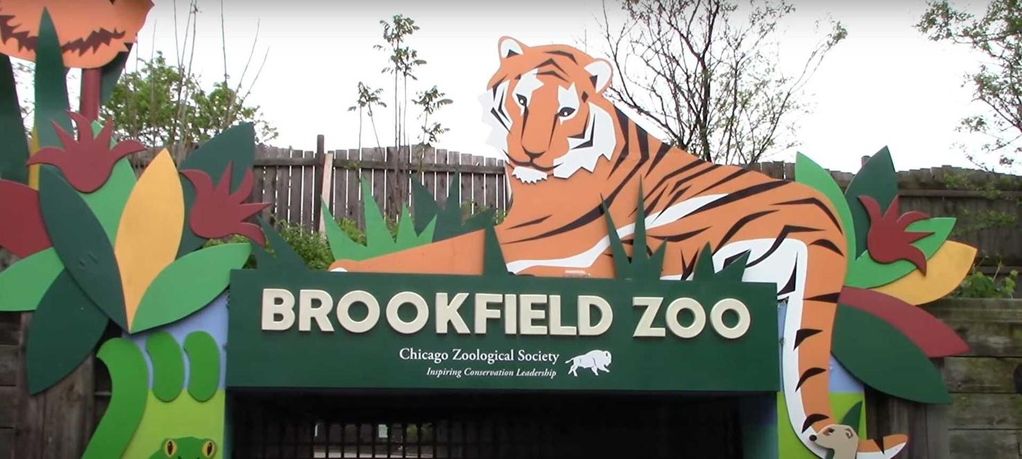 Glow Wild: A Lantern Festival of hope at Brookfield Zoo. | Candid ...