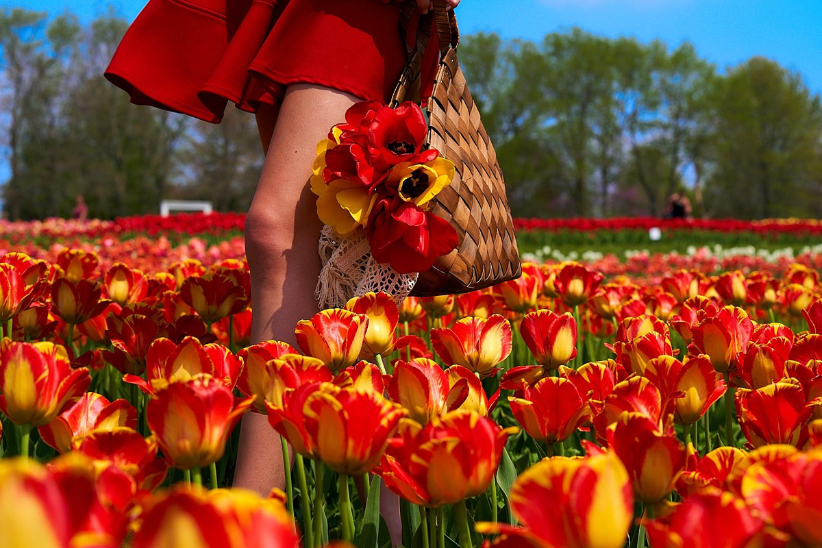 Explore Illinois’ best tulip festivals at Richardson’s | Out & About ...