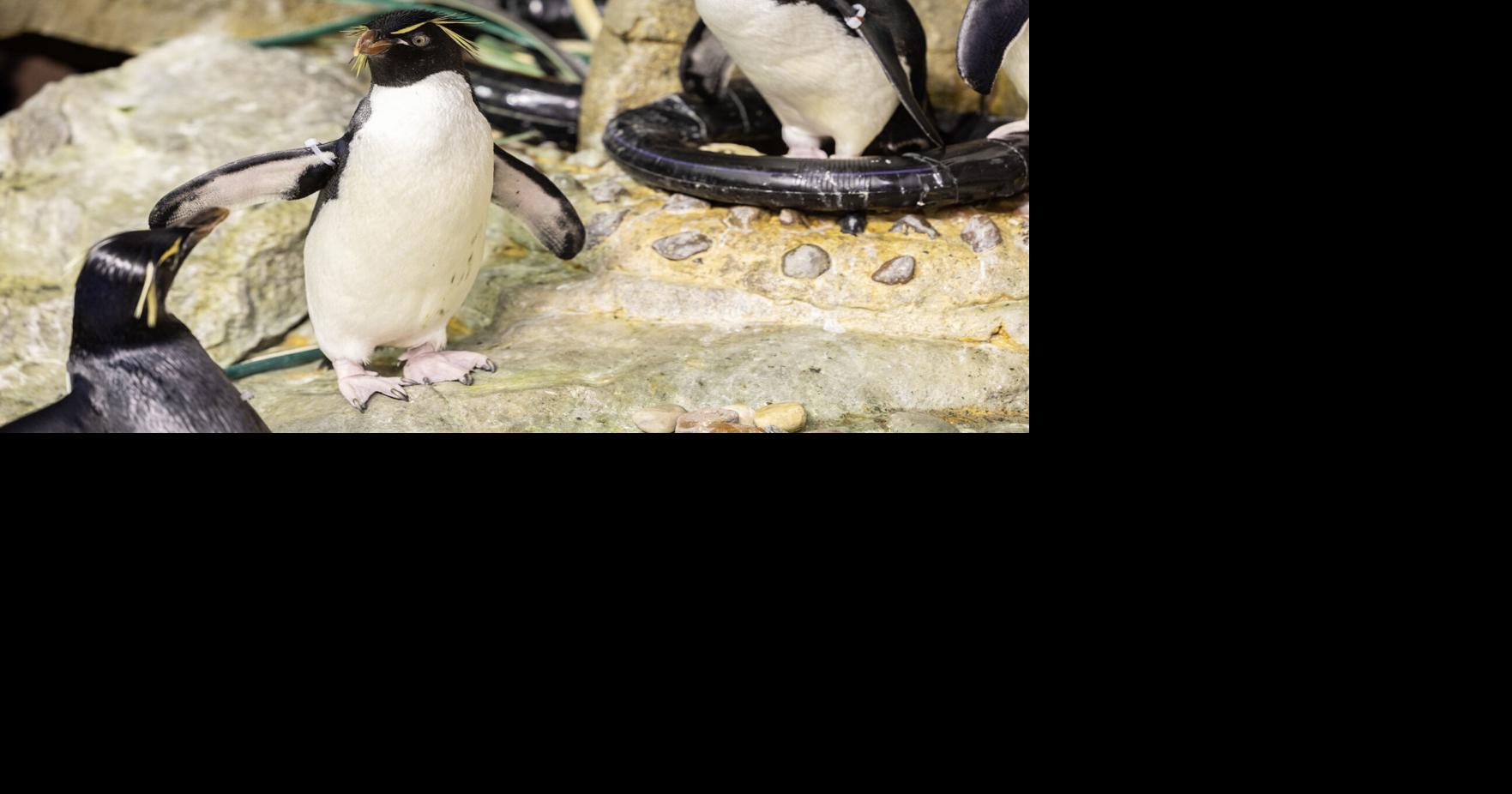 Penguin nesting season in full swing at Shedd Aquarium | News ...