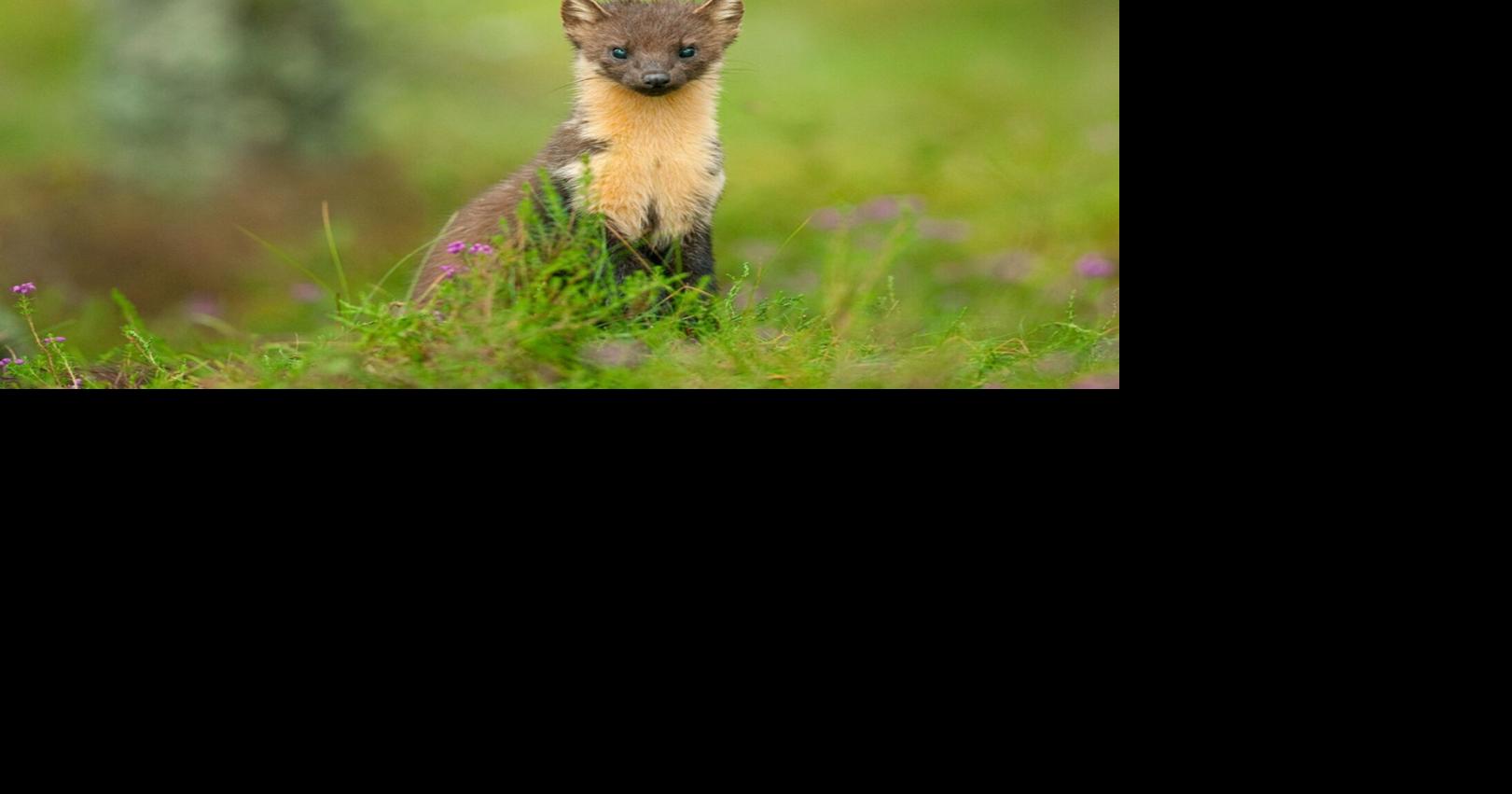 Pine martens returning to part of the country after 100 year | Trending ...