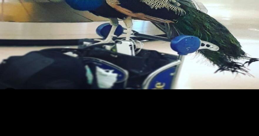 Ask Candid Candace: Are people carrying the idea of "emotional support ...