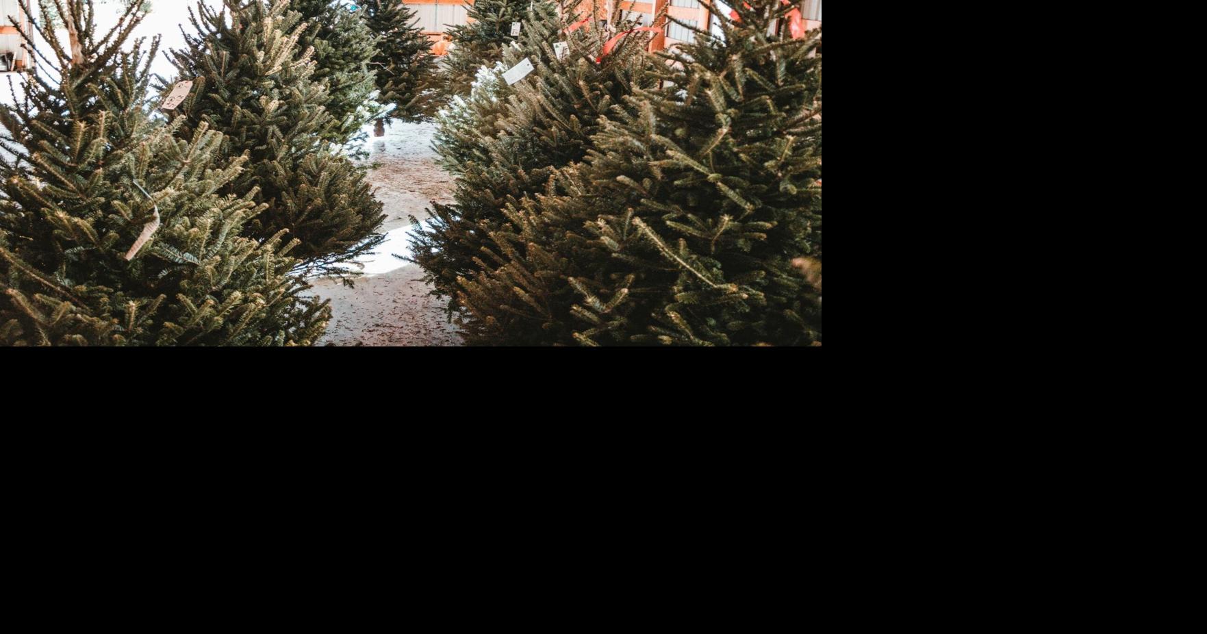 chicago christmas tree drop off