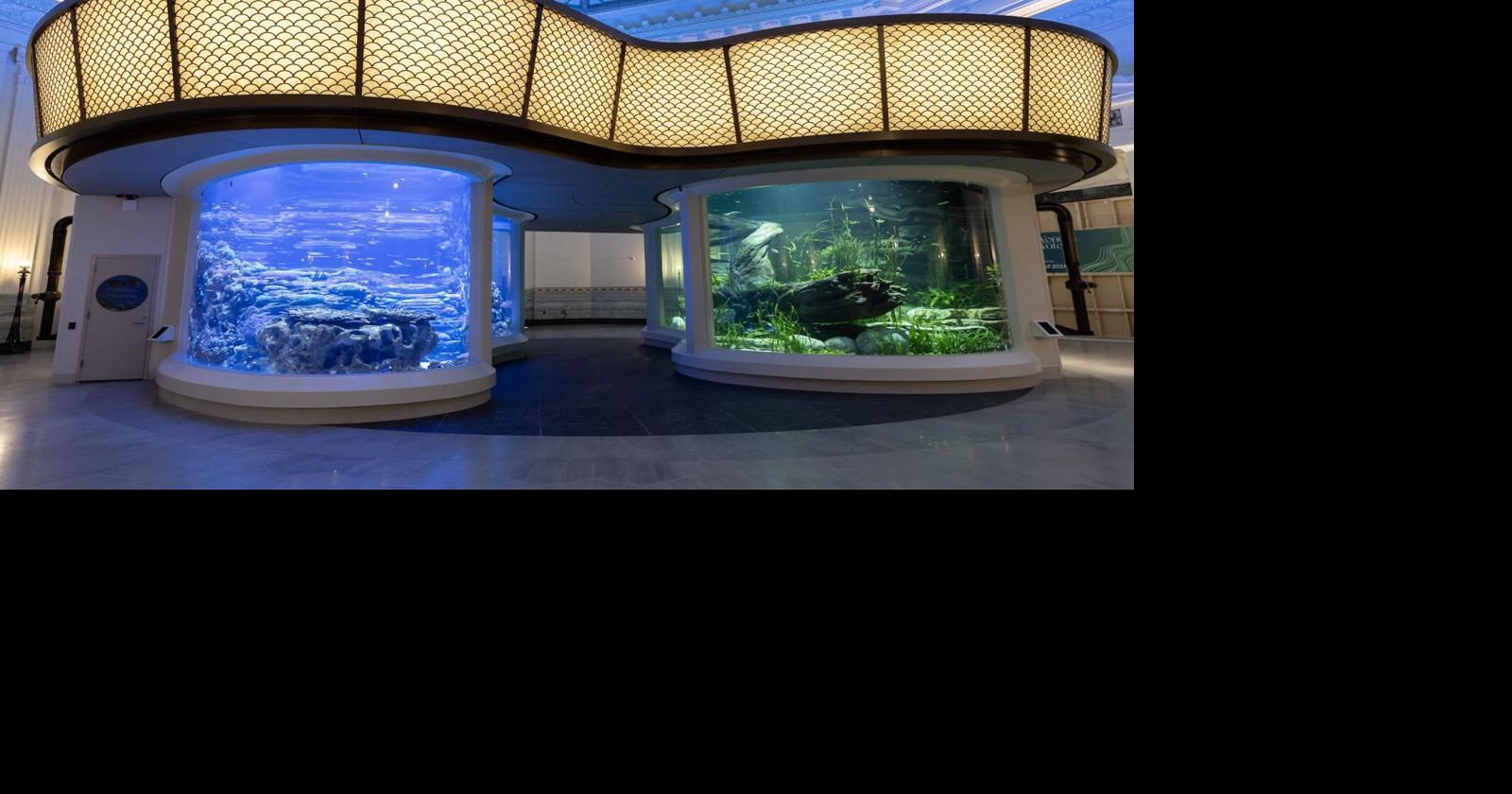Shedd Aquarium’s new "Wonder of Water" exhibit is now open | Out ...