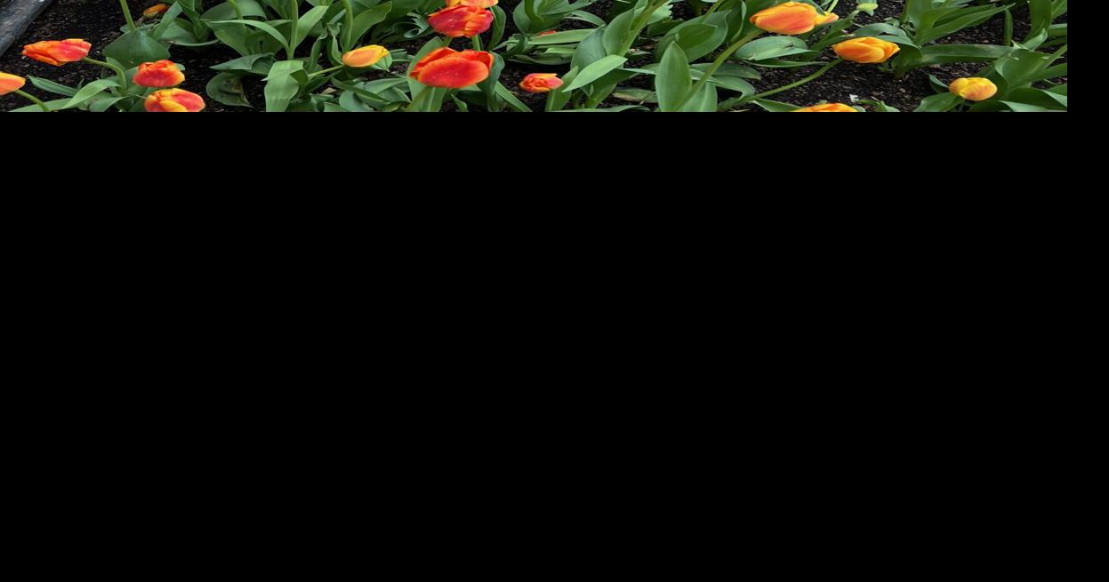 The Magnificent Mile Tulip can be seen at 625 N.Michigan Ave. (Photo ...