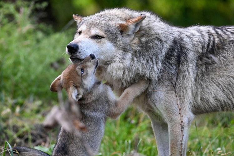 wolf with pups