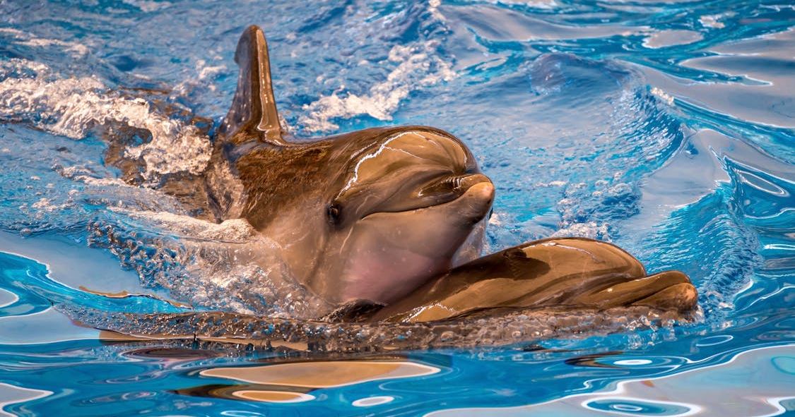 Dolphin to Give Birth for First Time a Decade at Brookfield | News ...