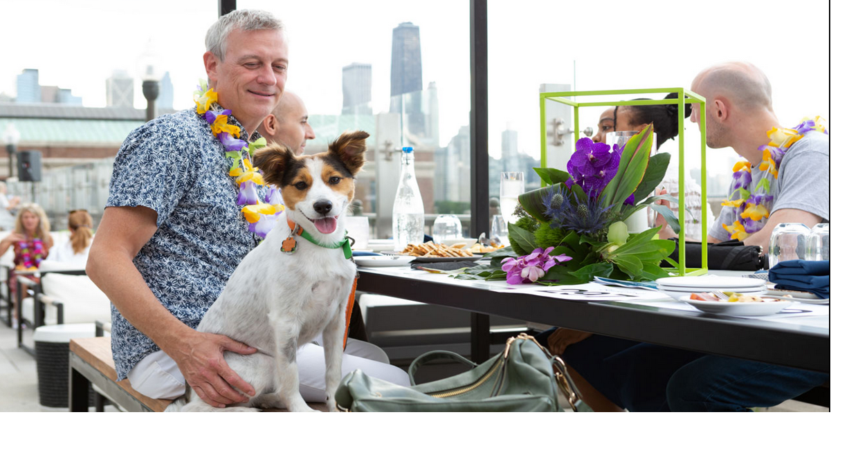 PAWS Chicago Beach Party returns for more tail-wagging fun | Candid ...