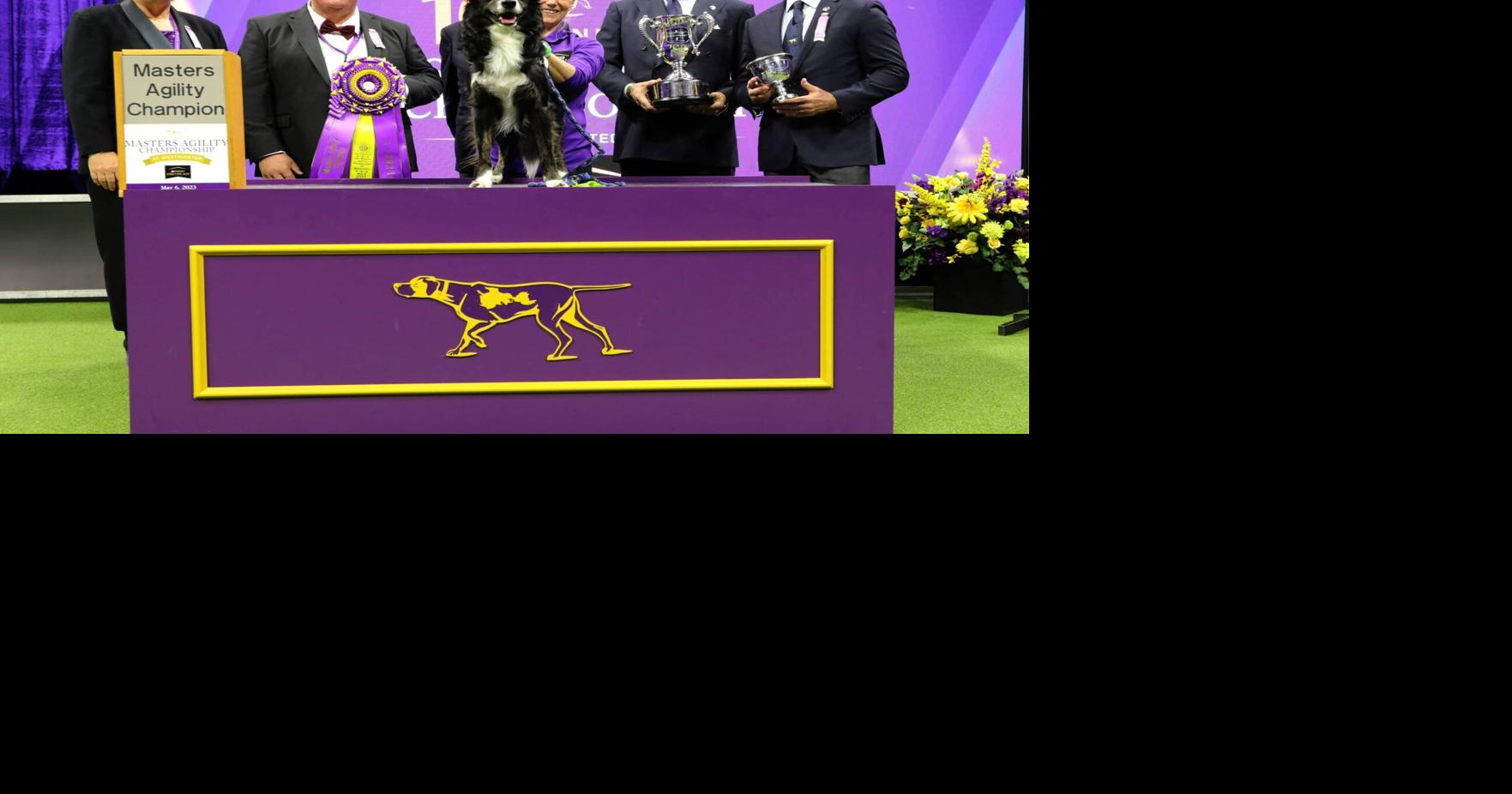 Nimble the dog makes history at Westminster Dog Show | Candid Candace ...