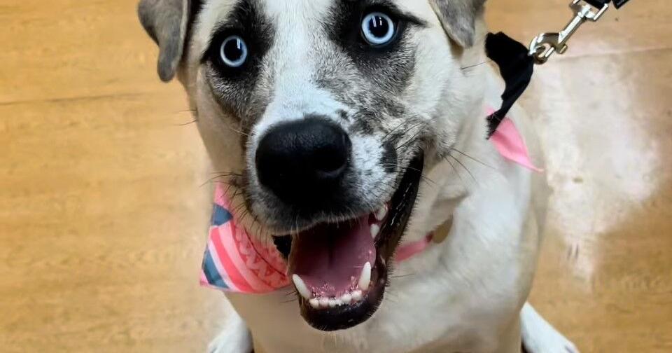 Tracy the dog has spent 570 days in PAWS Adoption Center. | Candid ...