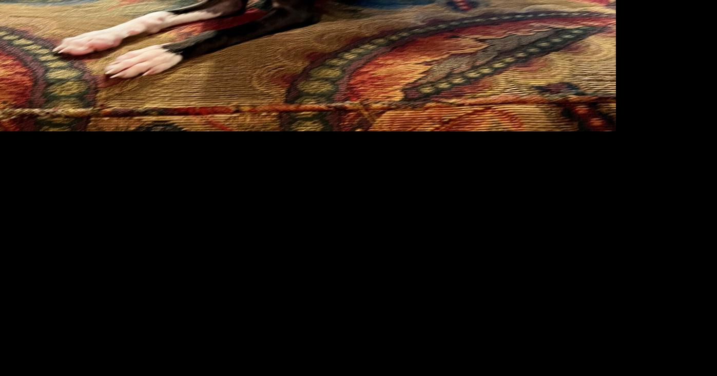 Lap dog love: Proud to be a foster fail | Candid Candace ...