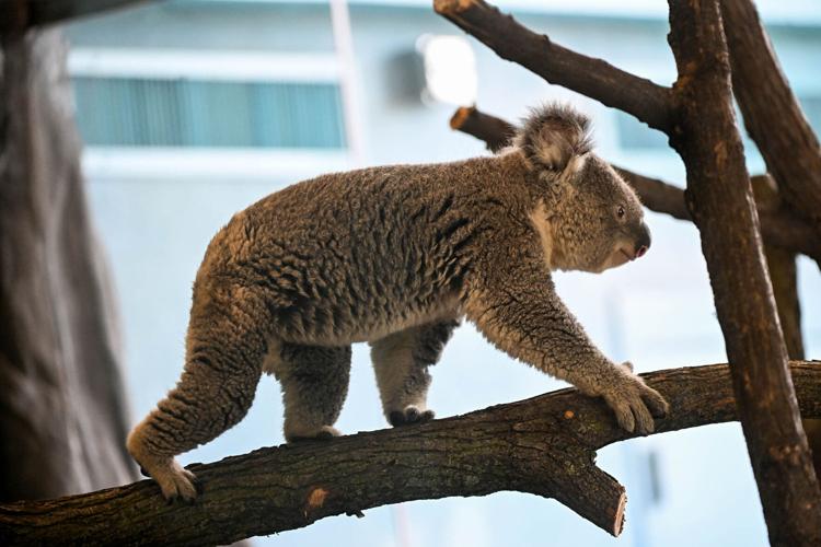 Koalas Brumby and Willum make their Brookfield Zoo debut | News ...