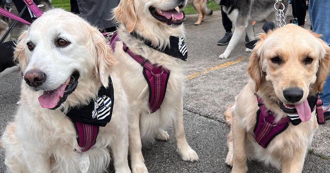 BARK 2023: Anti-Cruelty Society hosts its largest dog-friendly ...