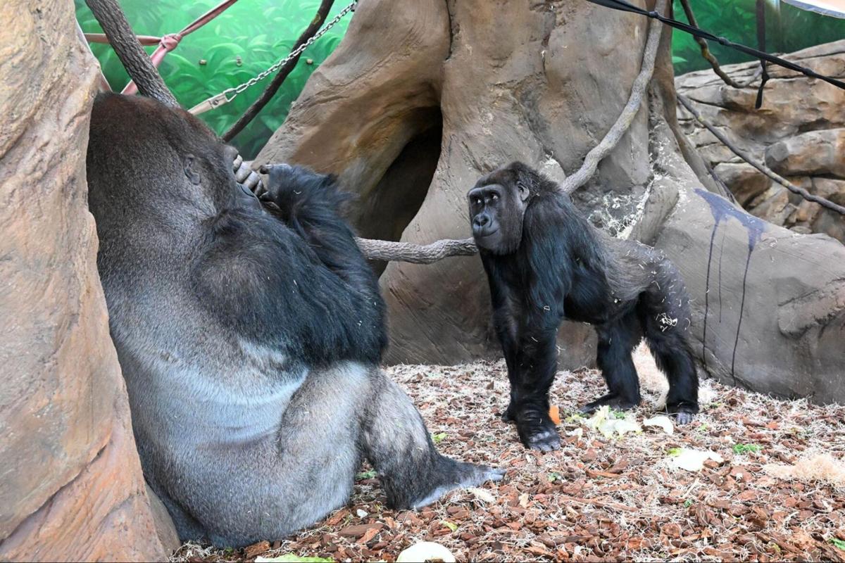 brookfield zoo new monkeys
