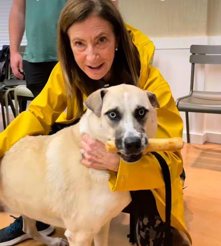 Tracy, the friendly dog, is looking for her forever home ...