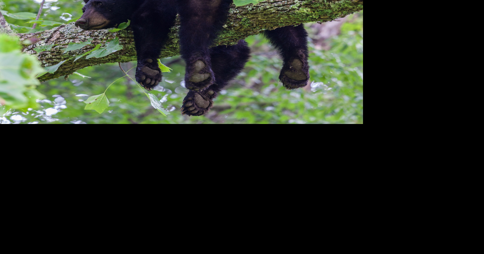 Black bears and armadillos in IL: What to do if you see one | News ...
