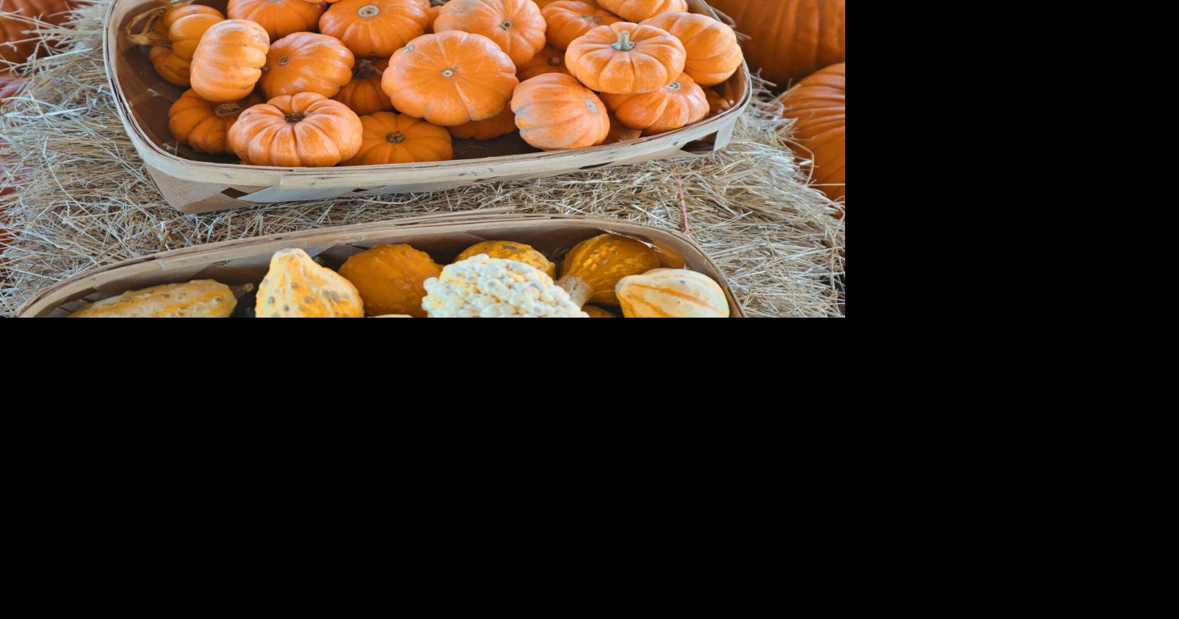 Goebbert’s Pumpkin Farm opens fall festival and haunted hous | Events ...
