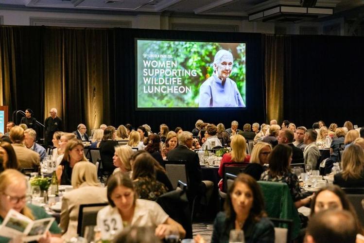 Dr. Jane Goodall headlines Lincoln Park Zoo fundraiser | Candid Candace ...