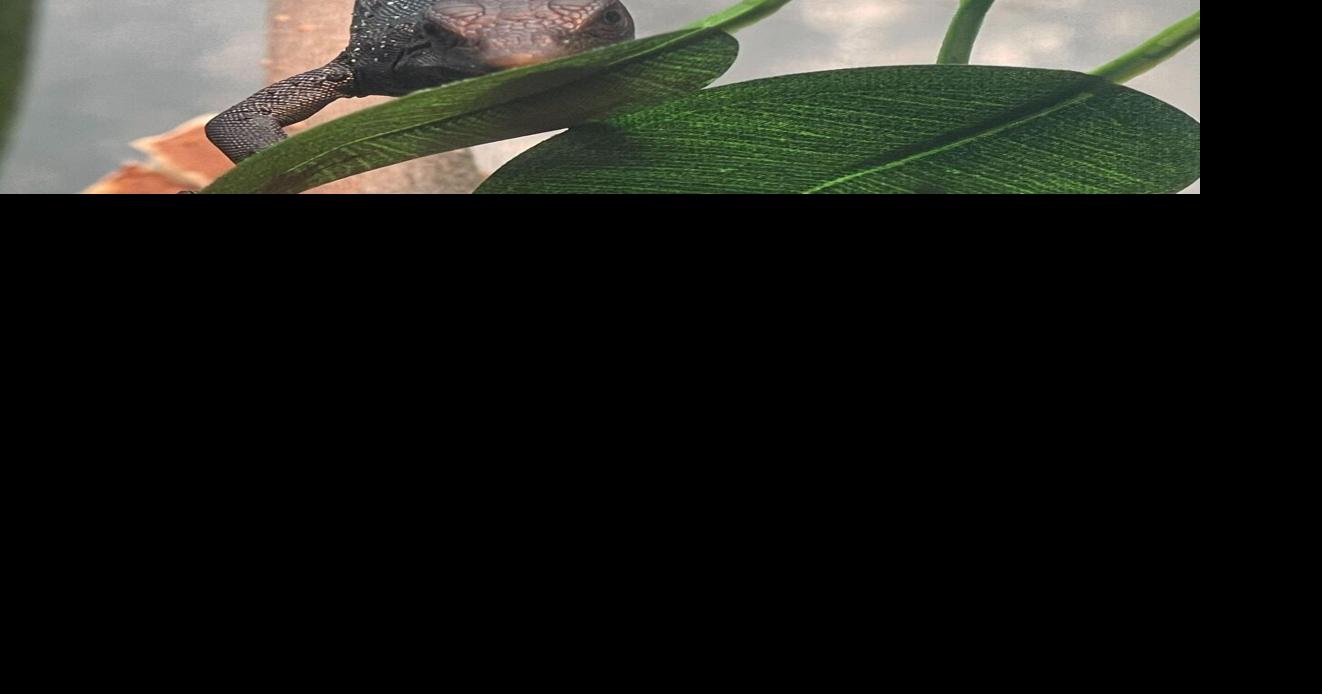 Five black tree monitor hatchlings at Lincoln Park Zoo | News ...