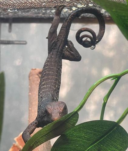 Five black tree monitor hatchlings at Lincoln Park Zoo | News ...