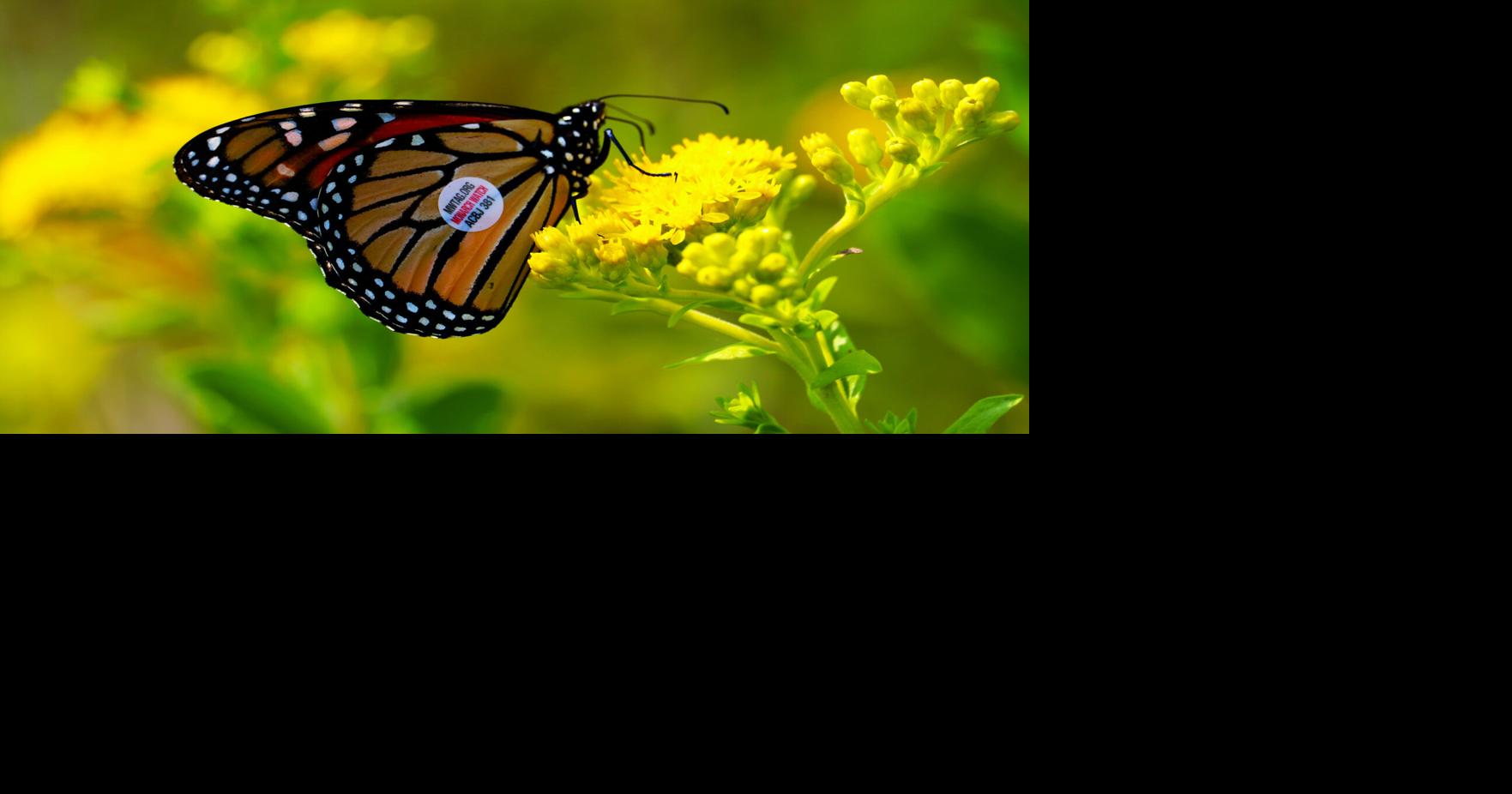 Peggy Notebaert Nature Museum spotlights monarch migration | Events ...