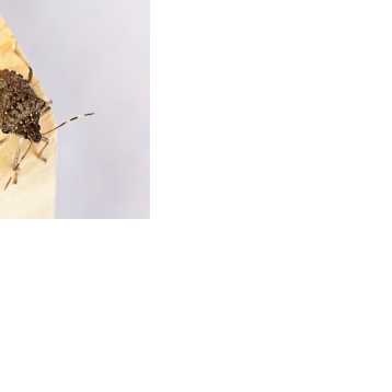 Stink bugs invade Indiana homes | News | chronicle-tribune.com