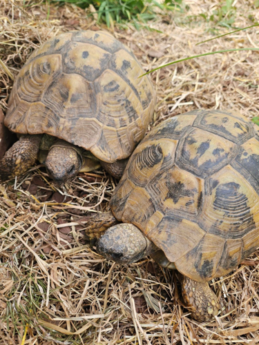 Tortoise missing for months found 300 meters away from home | Wire ...