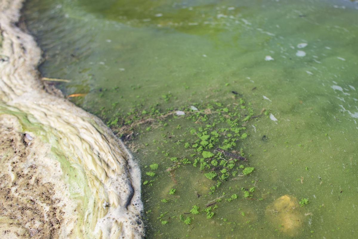 Algae blooms persist as Labor Day weekend arrives | News | chronicle ...