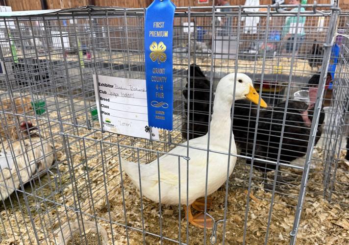 Birds flock to the fairgrounds | News | chronicle-tribune.com