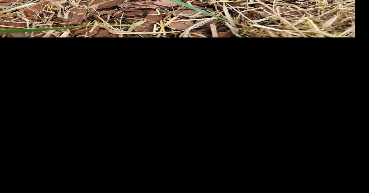 Tortoise missing for months found 300 meters away from home | Wire ...