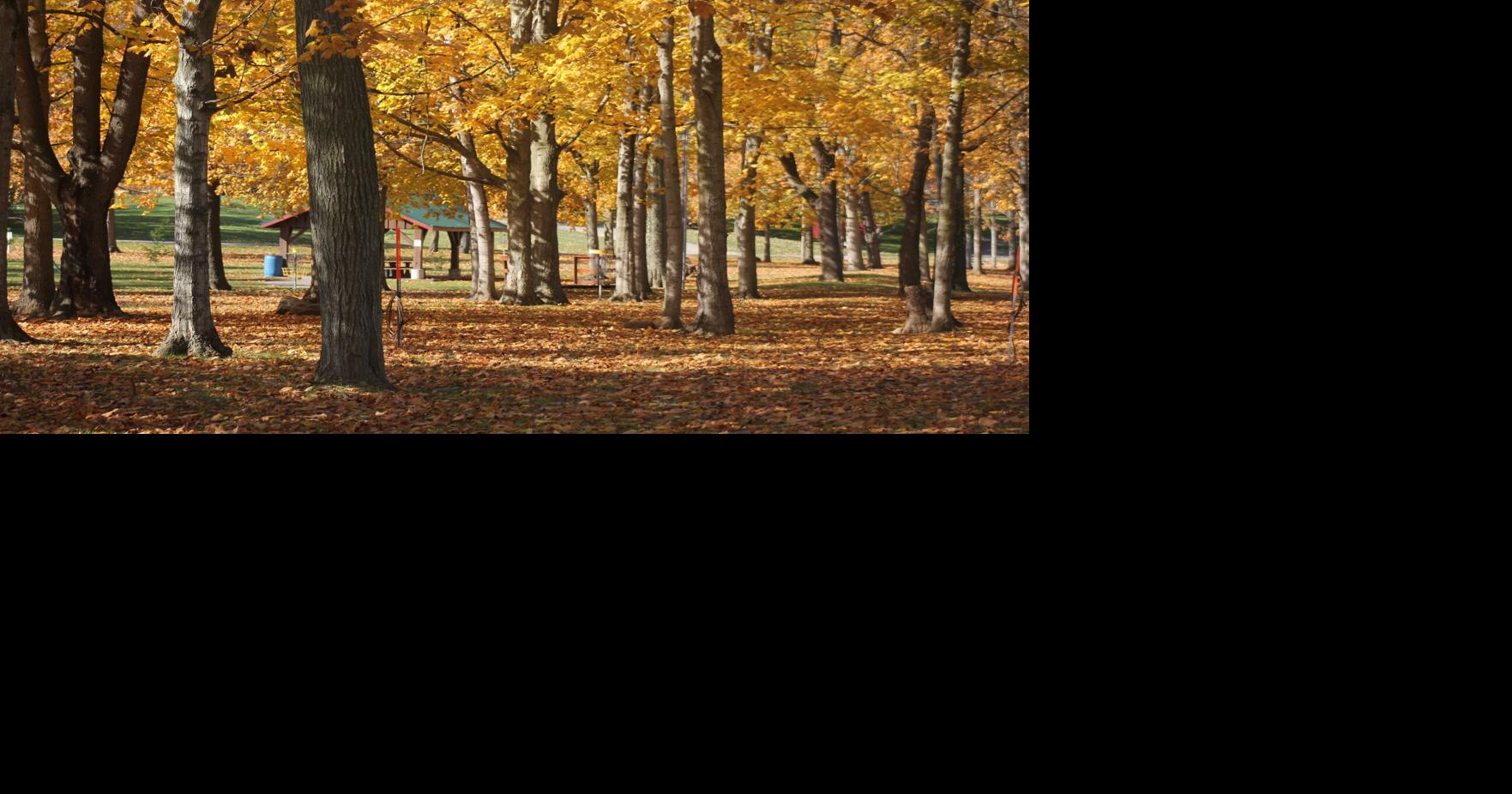 Trees show off seasonal colors | News | chronicle-tribune.com