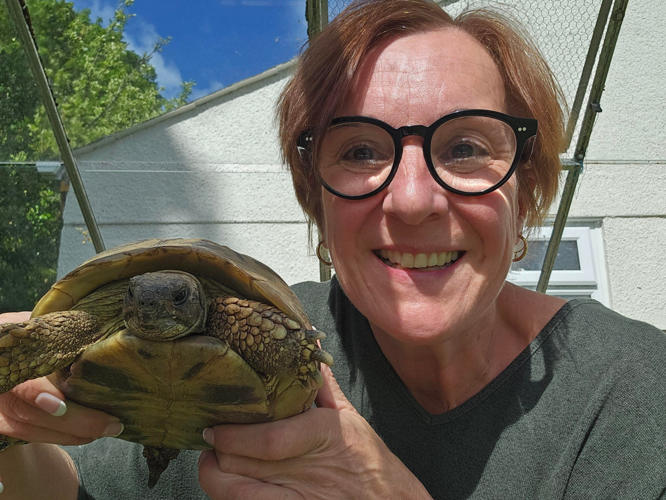 Tortoise missing for months found 300 meters away from home | Wire ...
