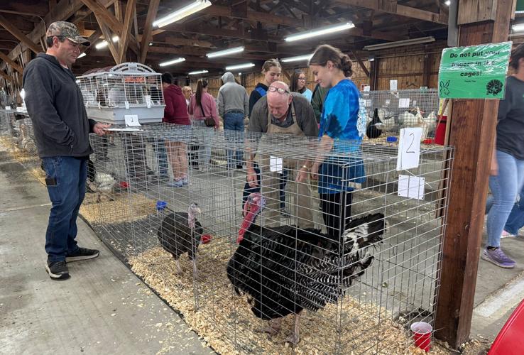 Birds flock to the fairgrounds | News | chronicle-tribune.com