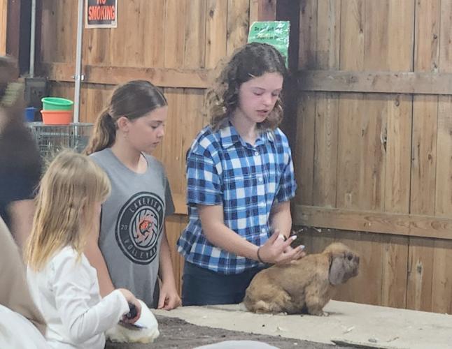 Silly rabbit... 4-H ribbons are for kids! | News | chronicle-tribune.com