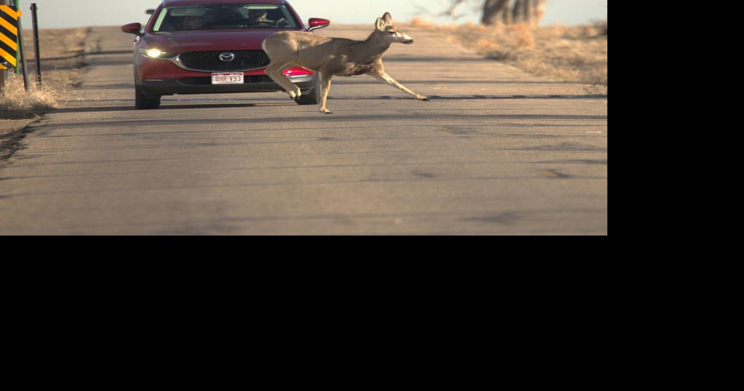 Yale study reveals animals changing behavior thanks to humans | Wire ...