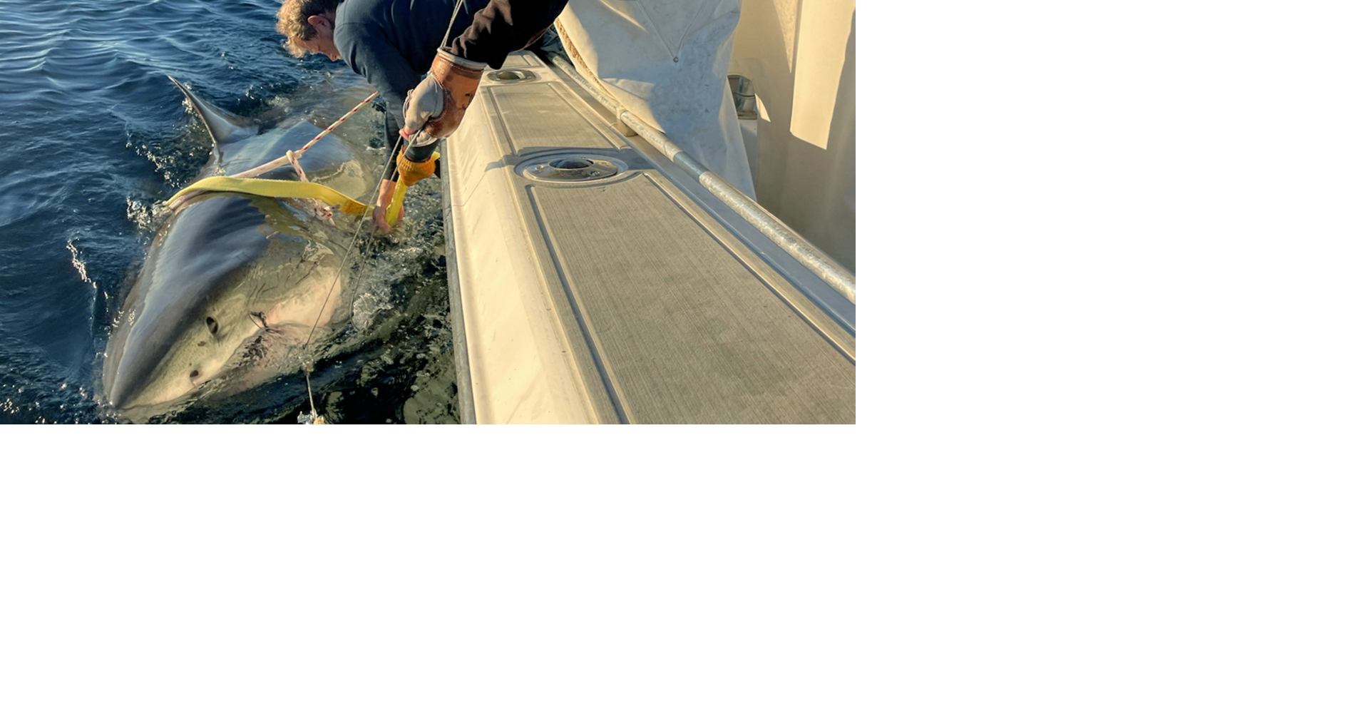 Largest great white shark in Atlantic returns to Florida coast | Wire ...