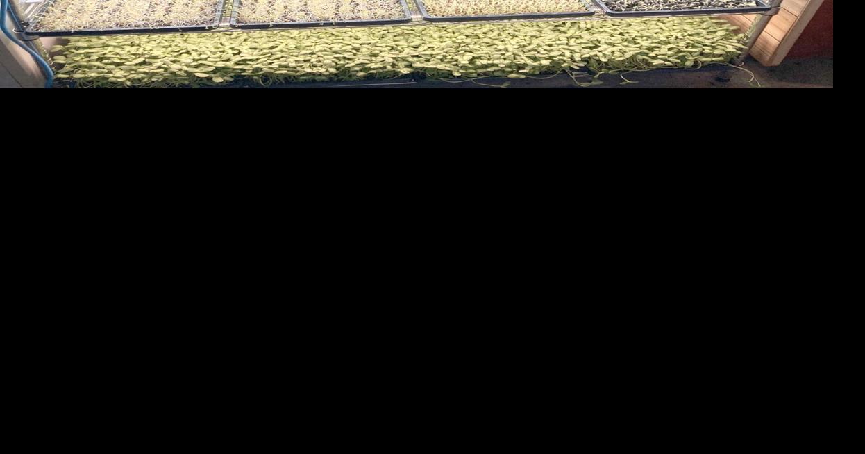 From cars to cilantro | Local News | chroniclejournal.com