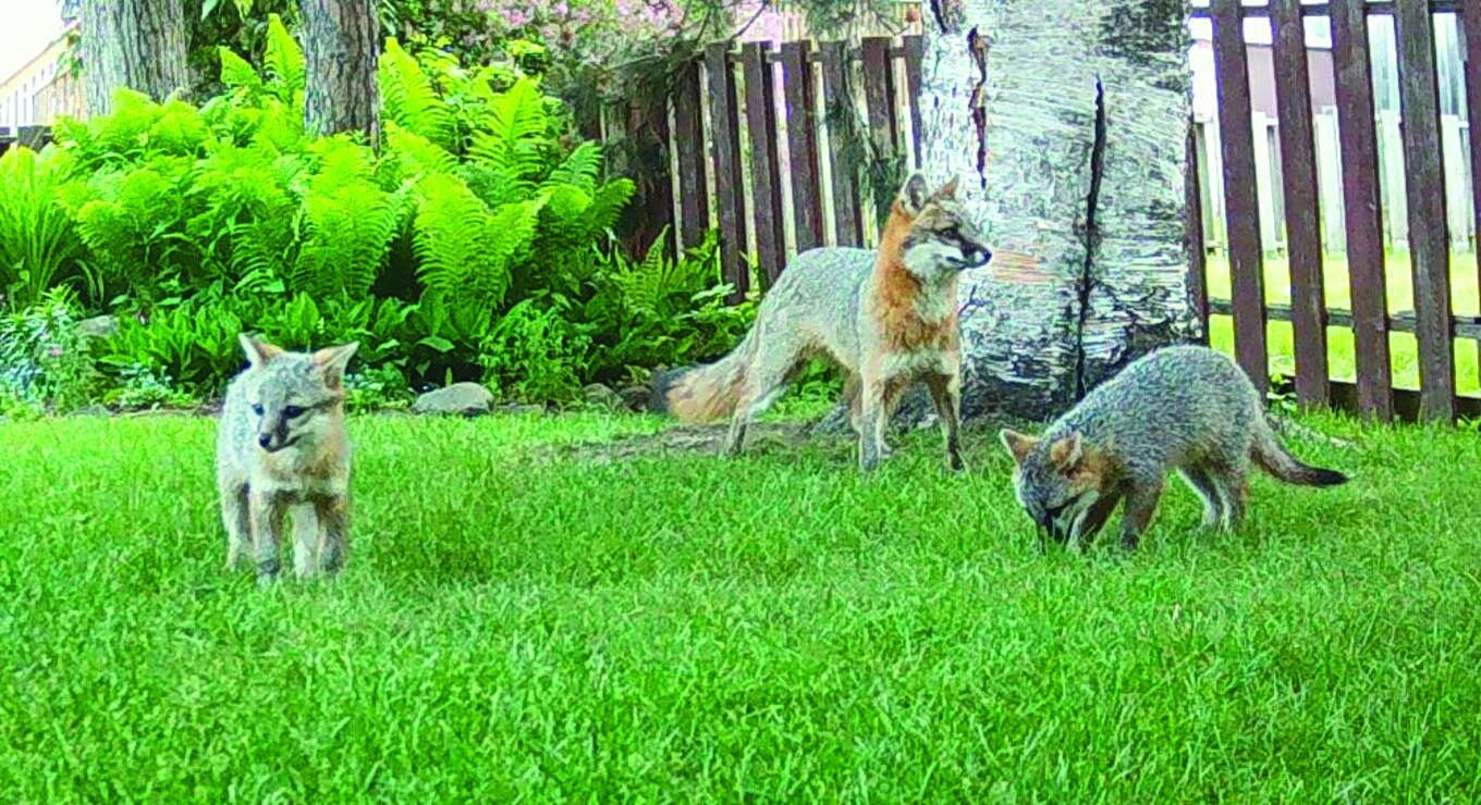 Grey fox sightings can be reported | Local News | chroniclejournal.com