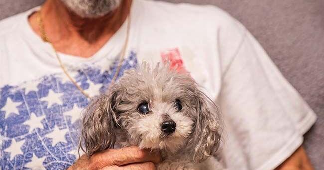 Cost Management for a Healthy, Happy Furry Friend: 5 Ways to Save Money ...