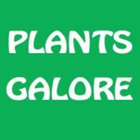 plants galore