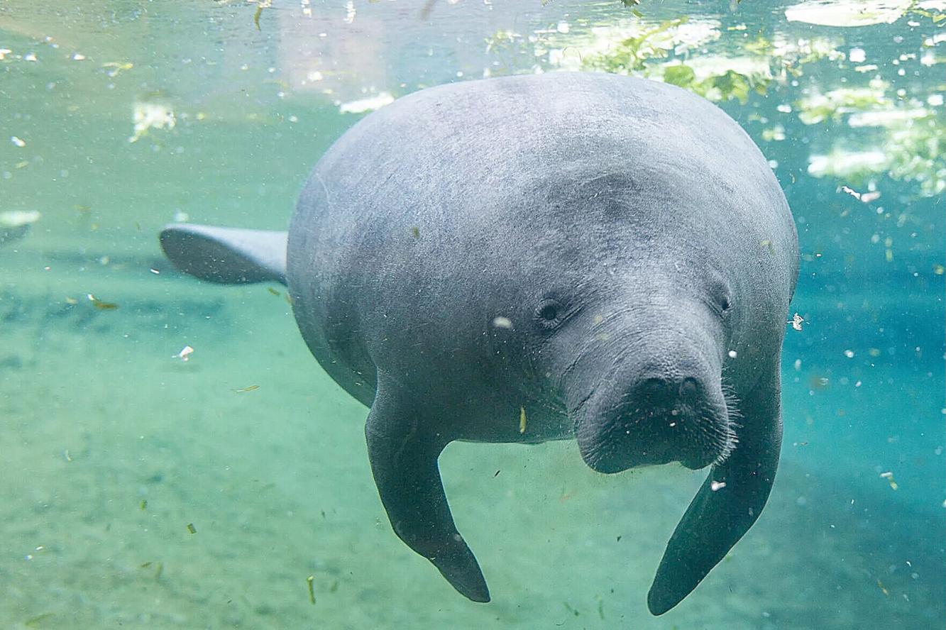 Go slow and look below for manatees on the move | Local News ...