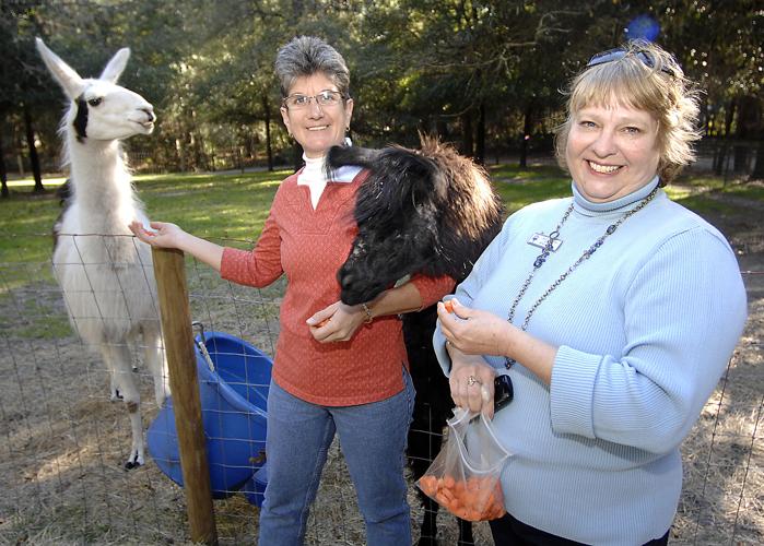 'Llama beans' | Local News | chronicleonline.com