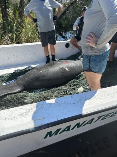 FWC, Sheriff's Office rescue manatee | Local News | chronicleonline.com