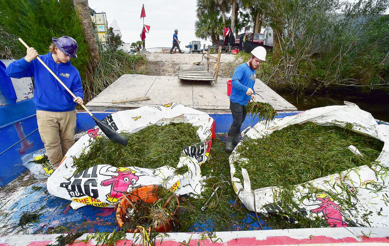 Citrus County Cash Crops: Manatees. Skinny, malnourished manatees ...