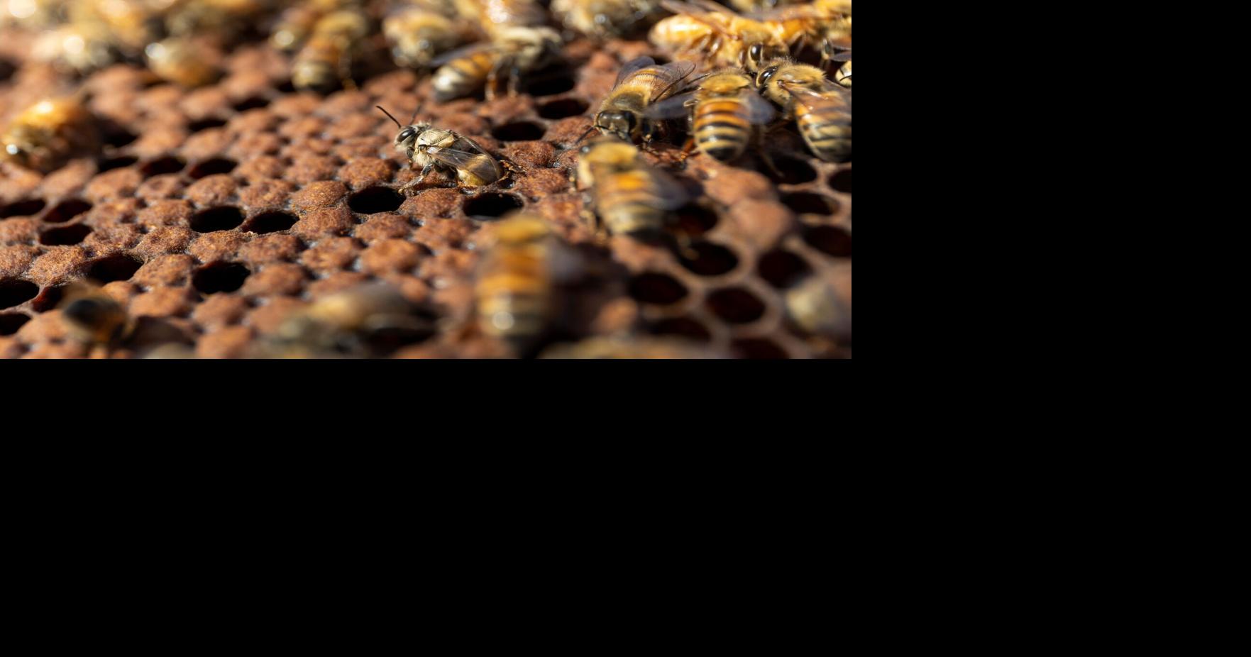 Immune-boosting therapy helps honey bees resist deadly viruses | Local ...
