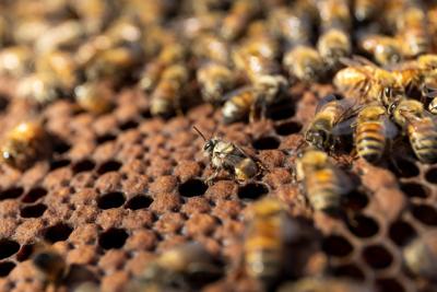 Immune-boosting therapy helps honey bees resist deadly viruses | Local ...