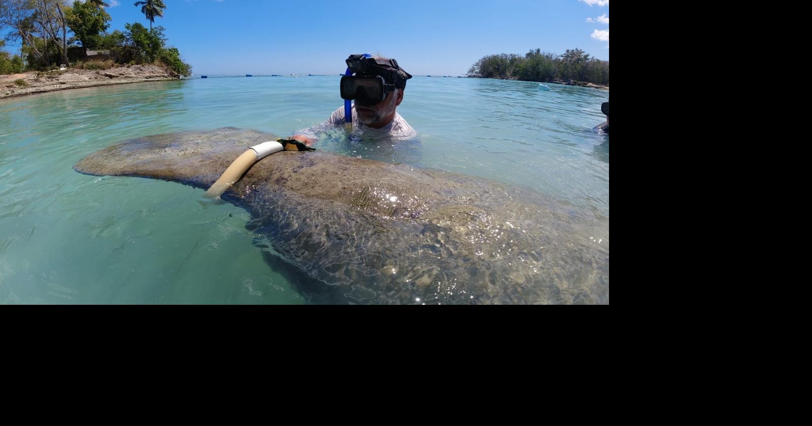 Postscript: Buddy Powell, 'Manatee man' — Scientist, conservationist ...